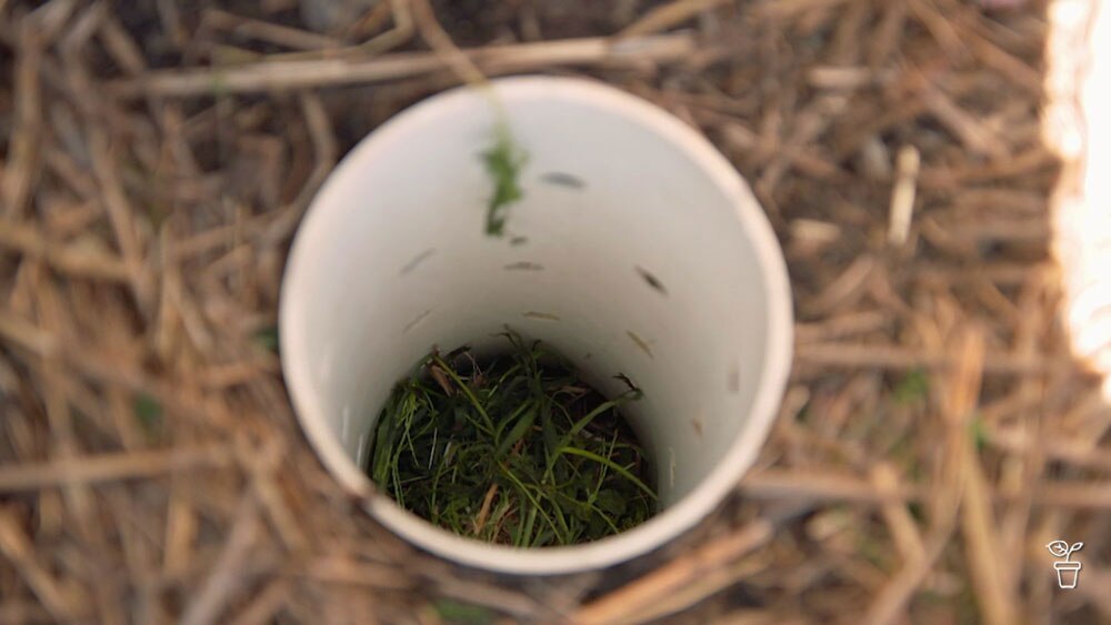 DIY Weed Composter - Gardening Australia
