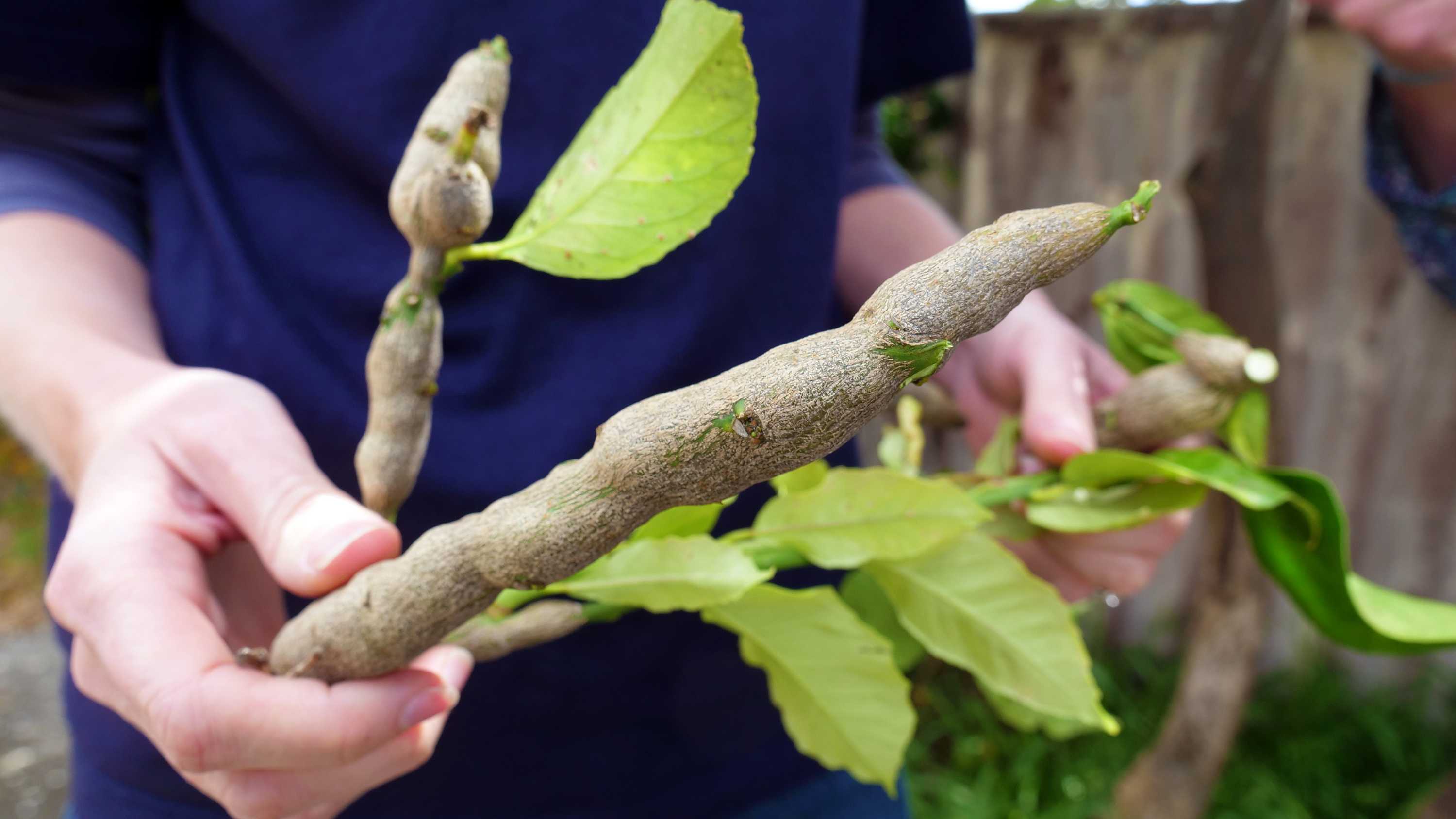 Gardeners warned to take action as invasive wasp silently destroys ...