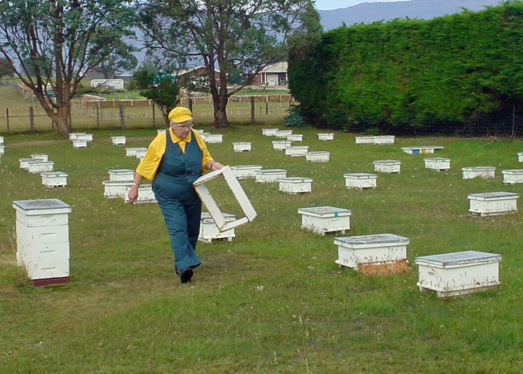 Beekeepers a buzz about honey month - ABC News