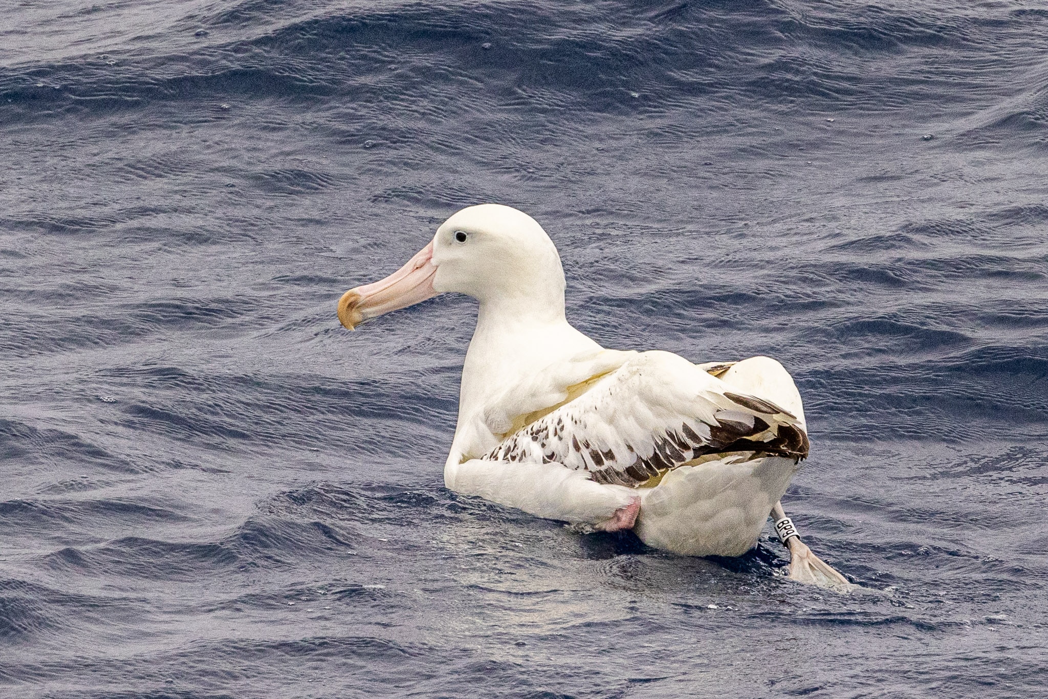 Wandering albatross spotted off WA coast the oldest in recorded ...