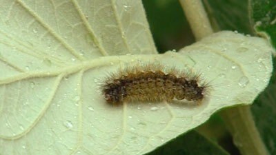 Chewing Pests - Gardening Australia