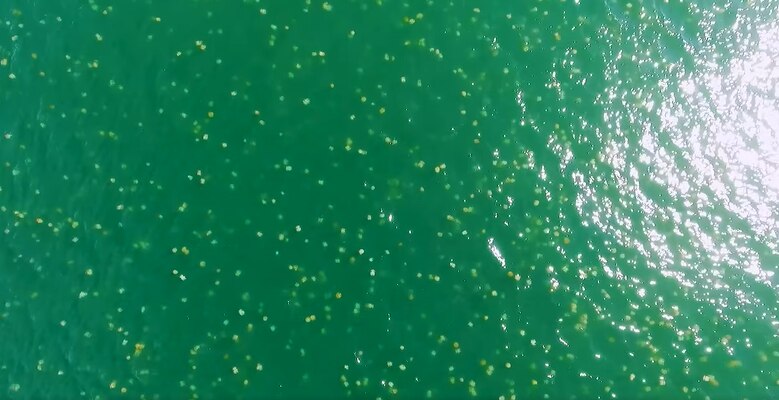 Hawkesbury River jelly blubber boom forces fishermen to find second ...