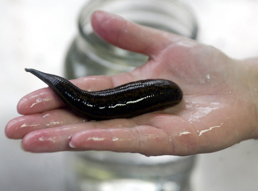 Largest Leech