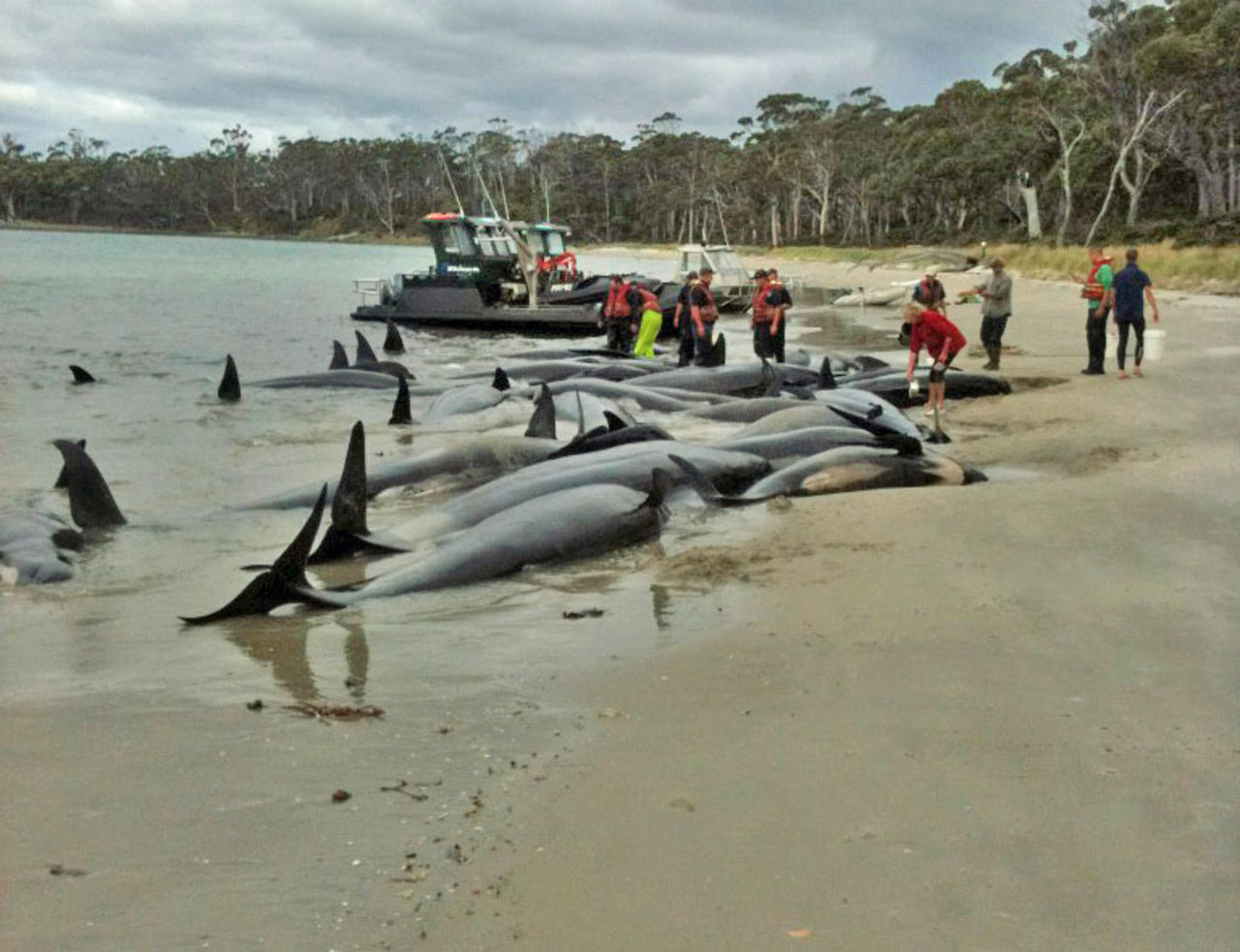 Stranded whales back at sea - ABC News