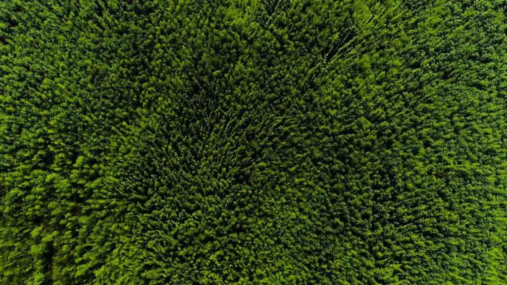 Green Rush - ABC News