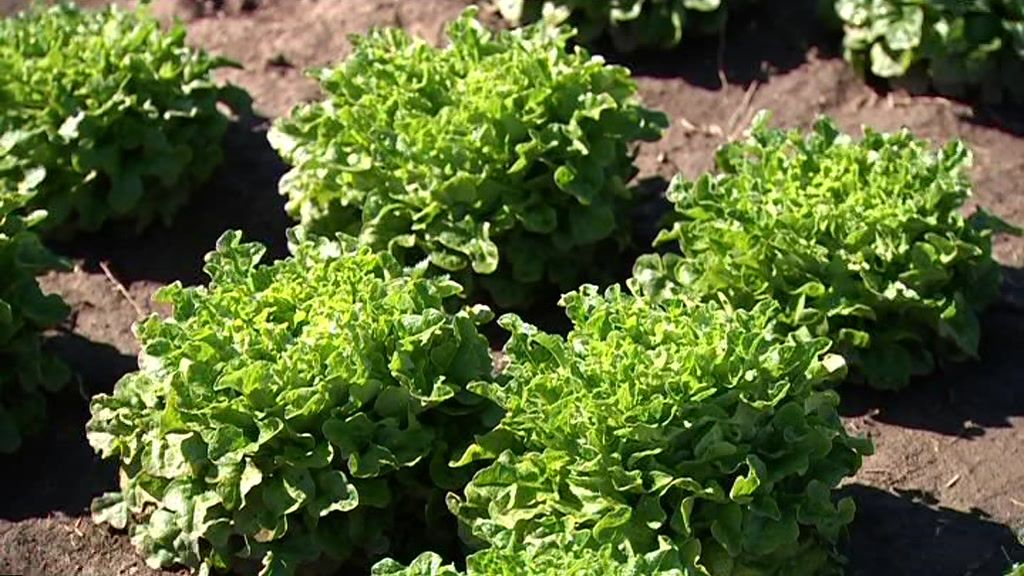 Salad Success: Farmer of the Year Andrew Bulmer sees himself as an agri ...