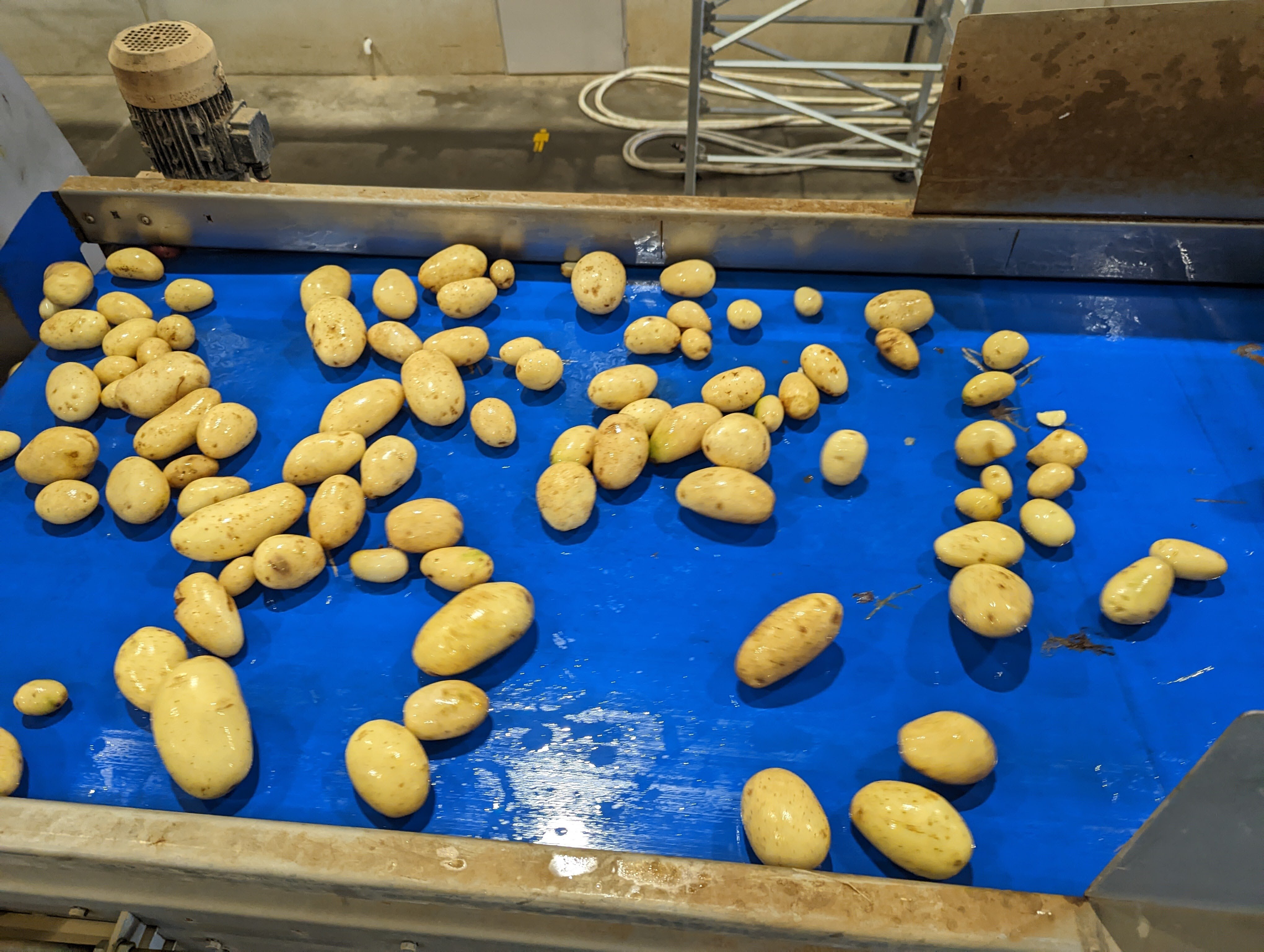 Pye Group doubles potato production with $45 million Parilla packing ...