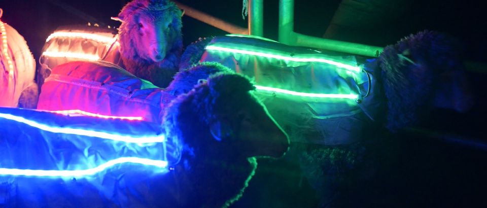 South Australian farmer creates disco sheep show for Queensland's Ekka ...