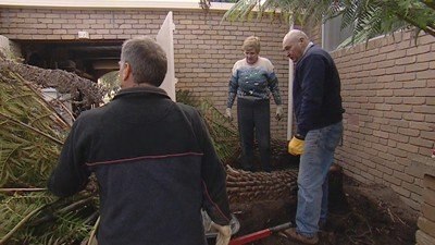Moving a Tree Fern - Gardening Australia