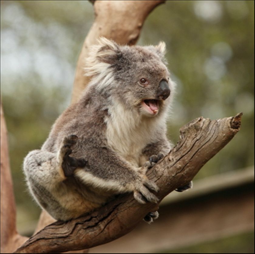 HIV-like virus spreads among Kangaroo Island koalas - ABC listen
