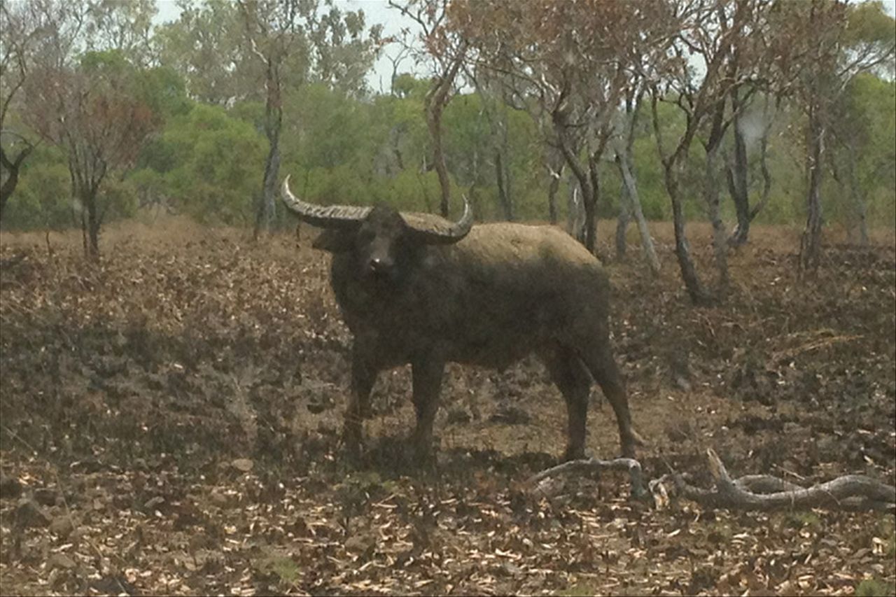 Buffalo numbers under control in Arnhem Land, says hunter - ABC News