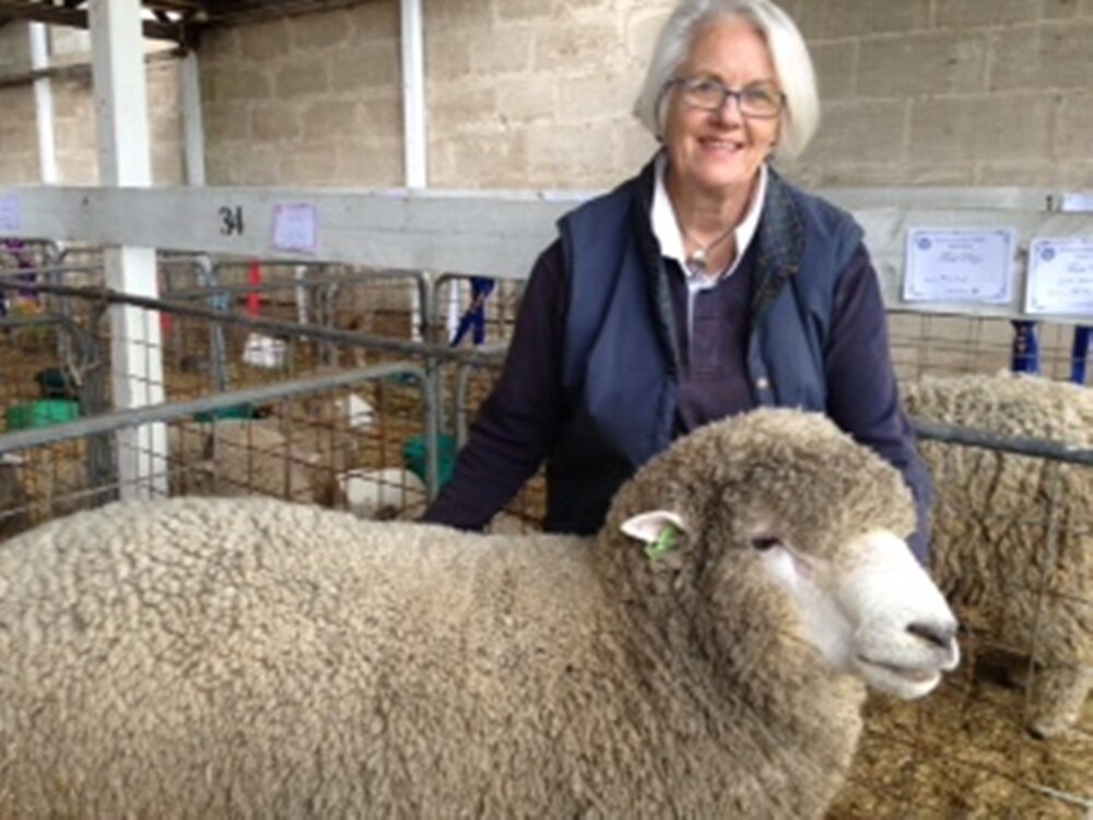 Winning rams are sporty sheep - ABC News