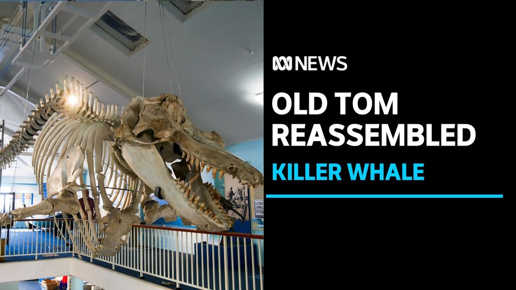 Eden Killer Whale Museum reassembles skeleton of famous orca 'Old Tom ...