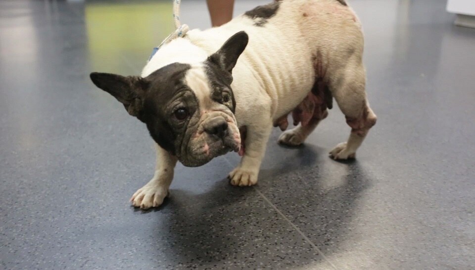 Dog fighting: Dozens of animals seized in RSPCA's 'first major ...
