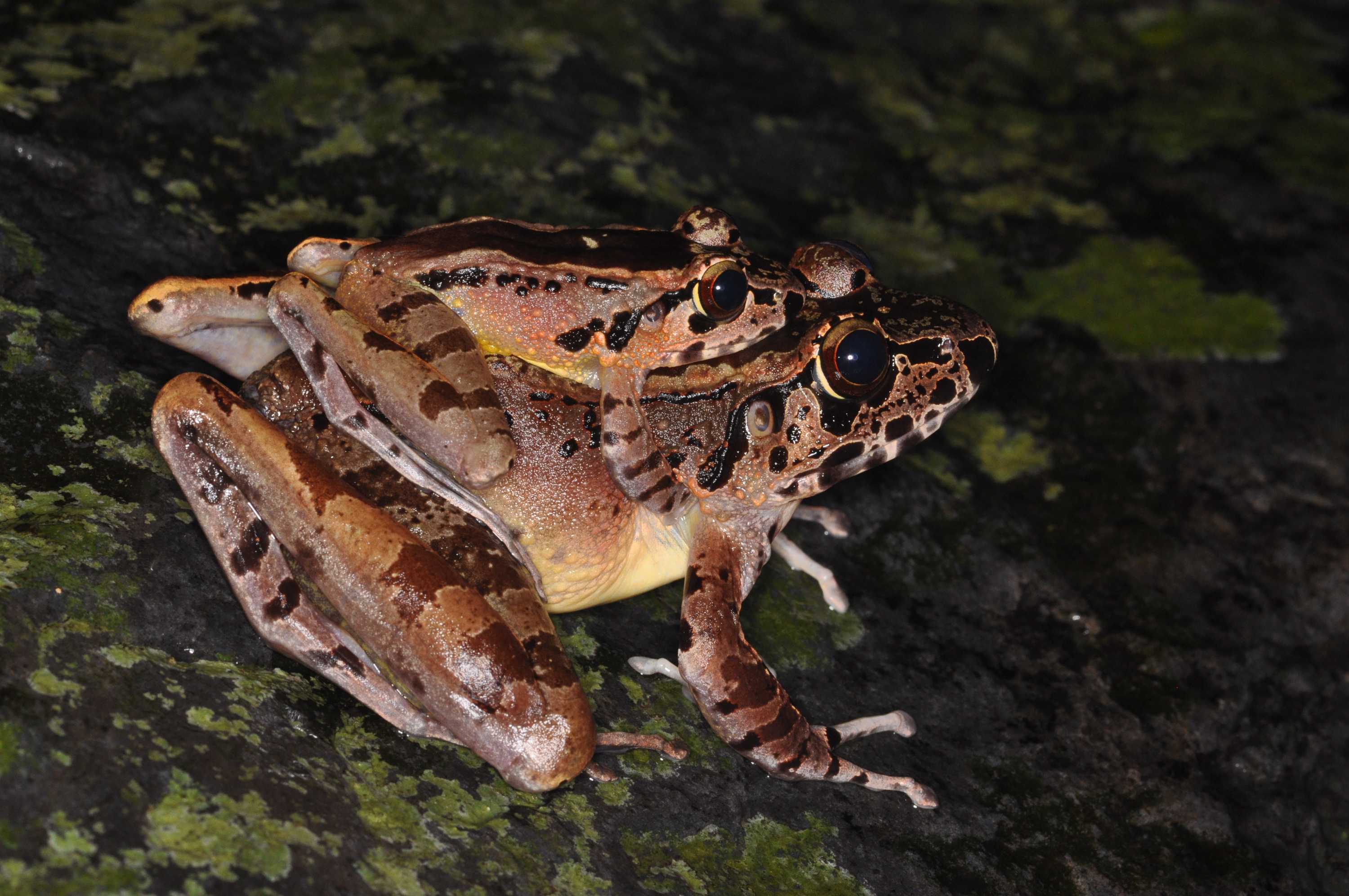 Frogs use ultrasonic calls to find mates near noisy streams - ABC News