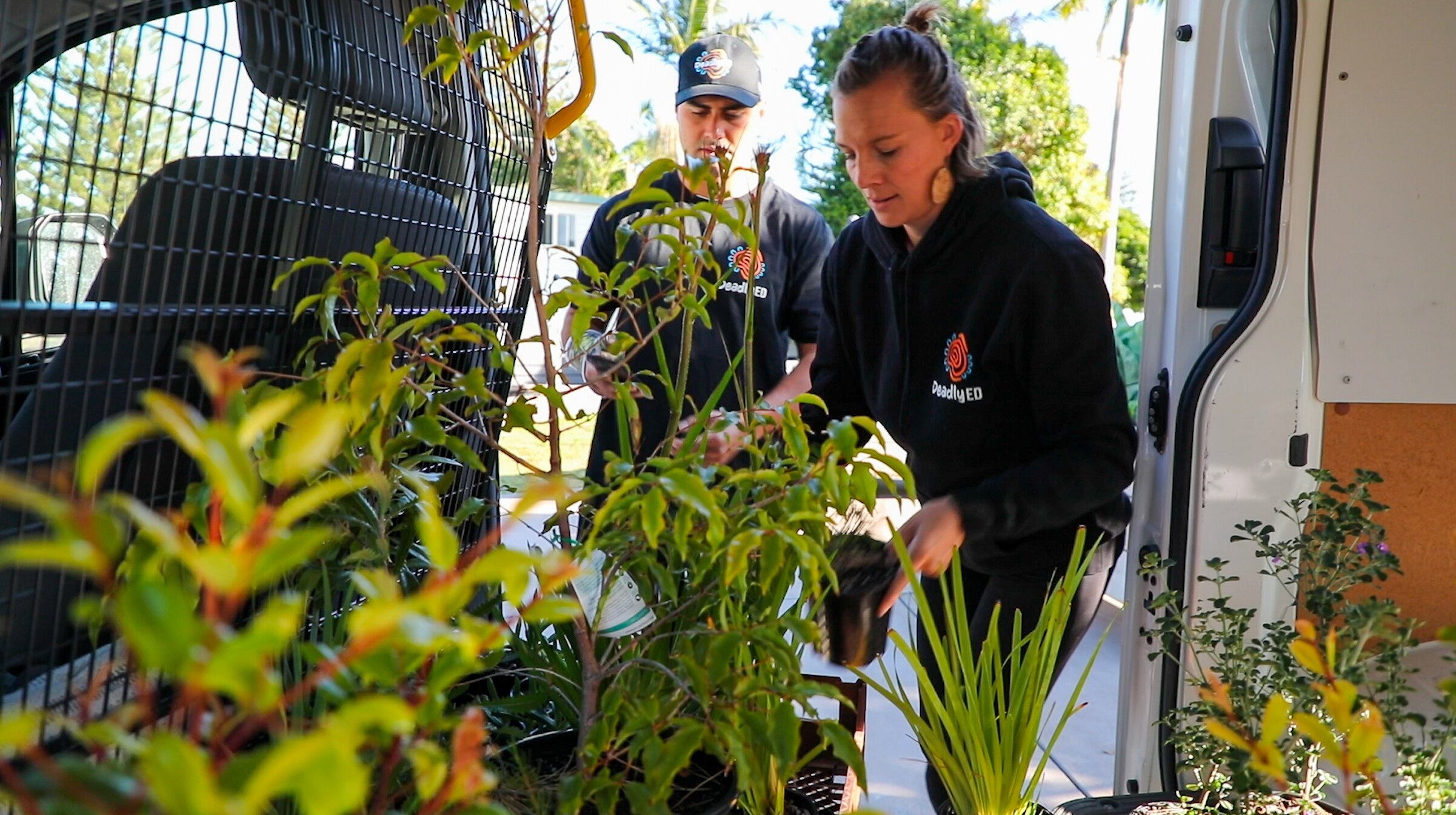 Bush tucker garden promotes native ingredients such as finger limes ...