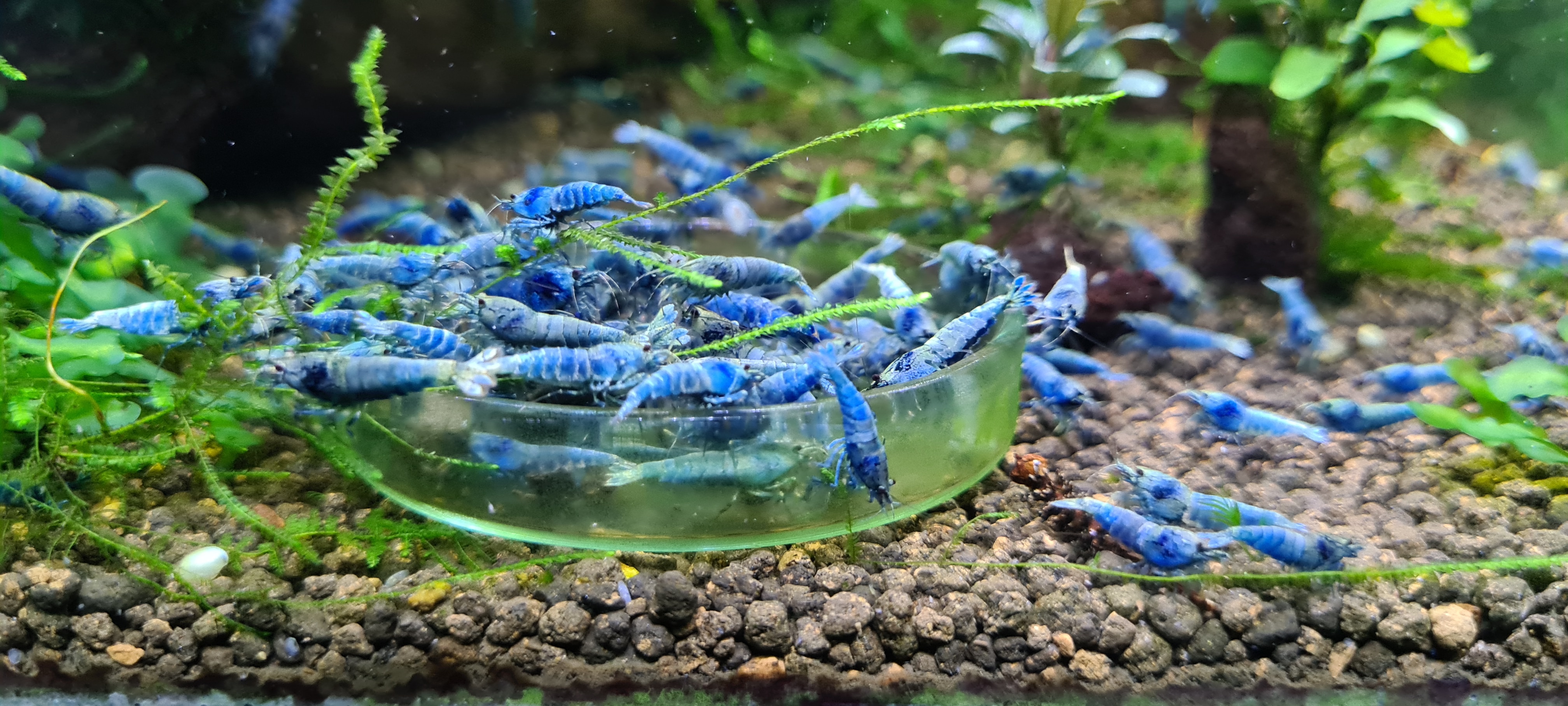 Dwarf shrimp latest addition to micro pet craze - ABC News