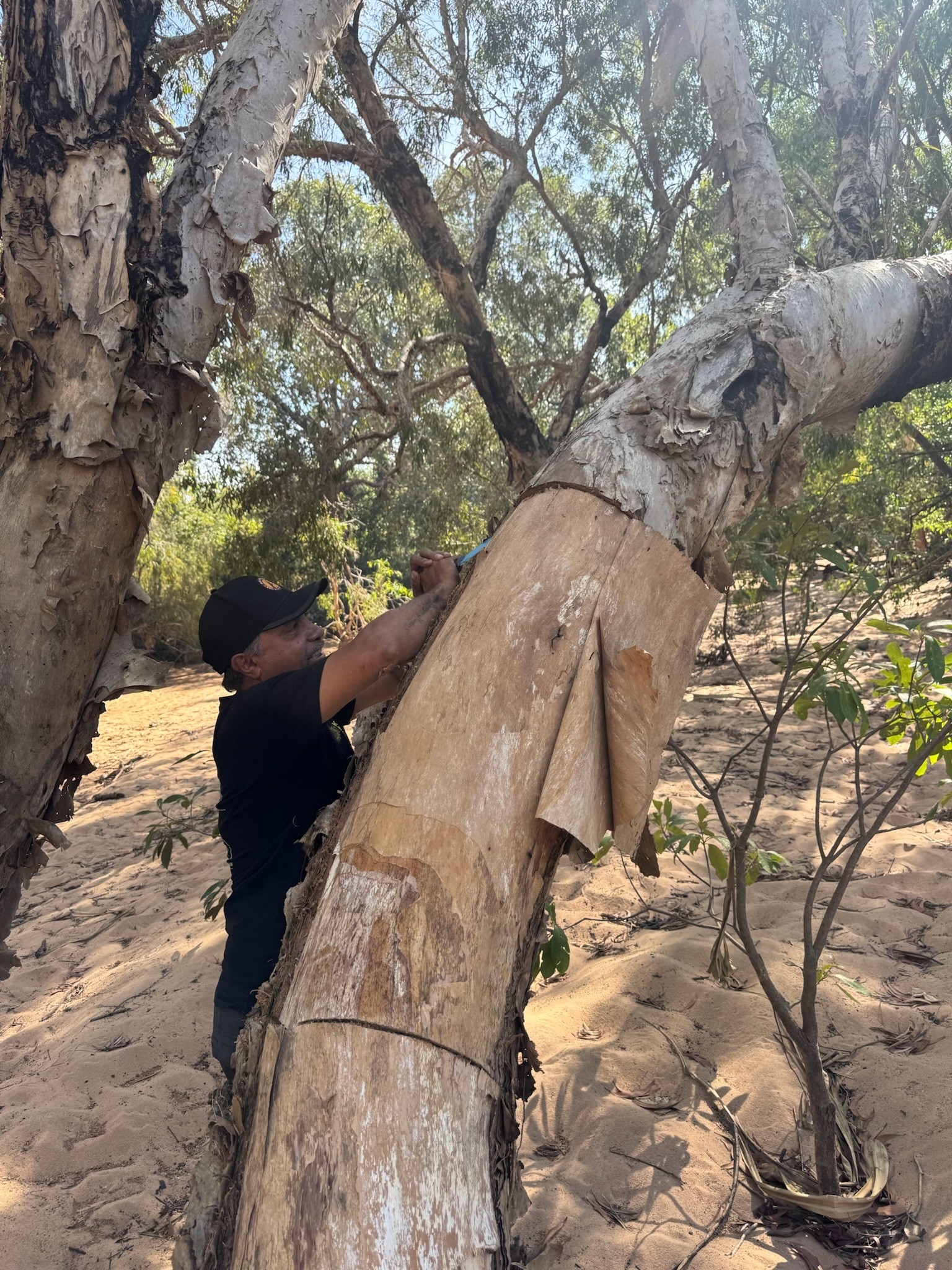 Fred Hunter demonstrates stripping the bark from a paperbark tree - ABC ...