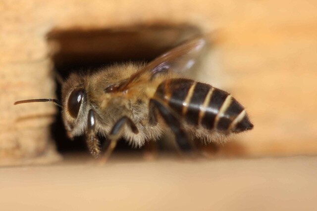 Invasive Asian honey bees' survival may help researchers save ...