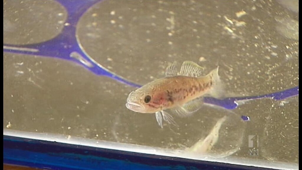 Students help save fish - ABC News