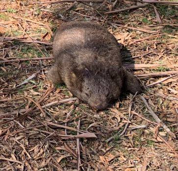 Five dead wombats found in Central Victoria, three with gunshot wounds ...