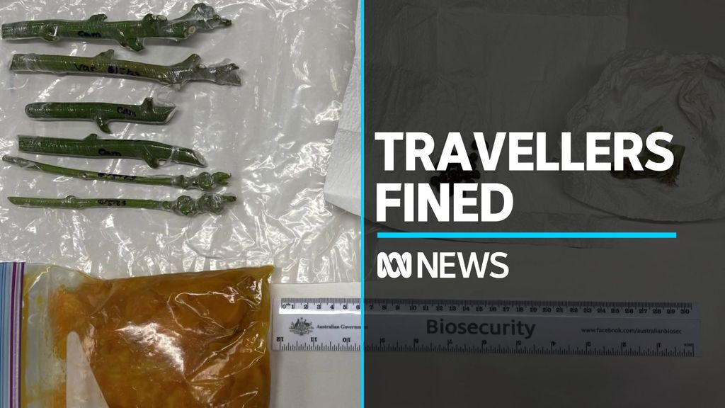 Travellers caught trying to smuggle plants and seeds into Australia ...