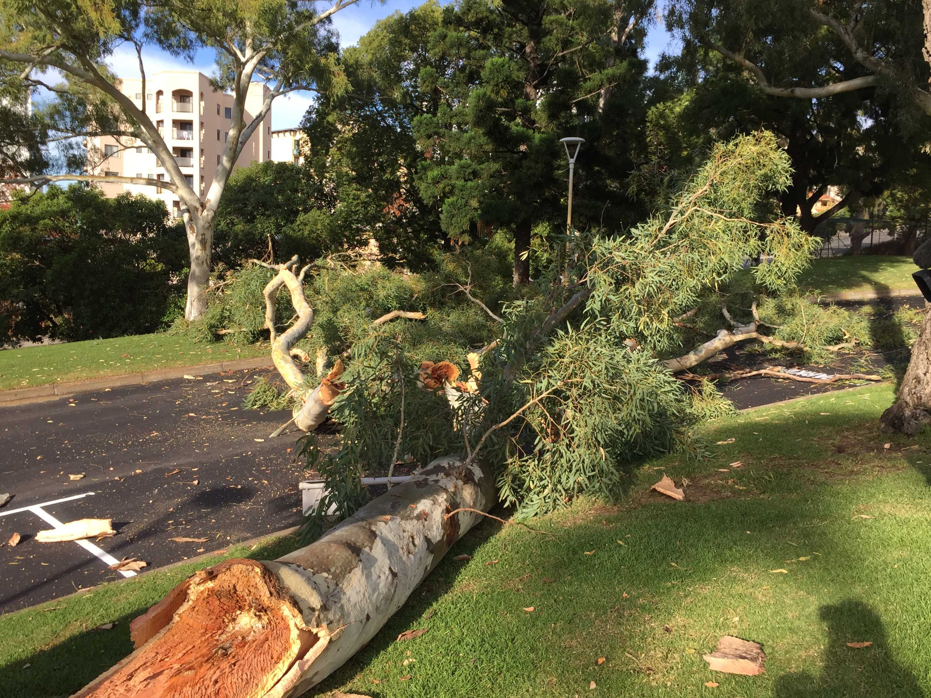 Tree limb crashes down at WA's Parliament House, narrowly missing ...