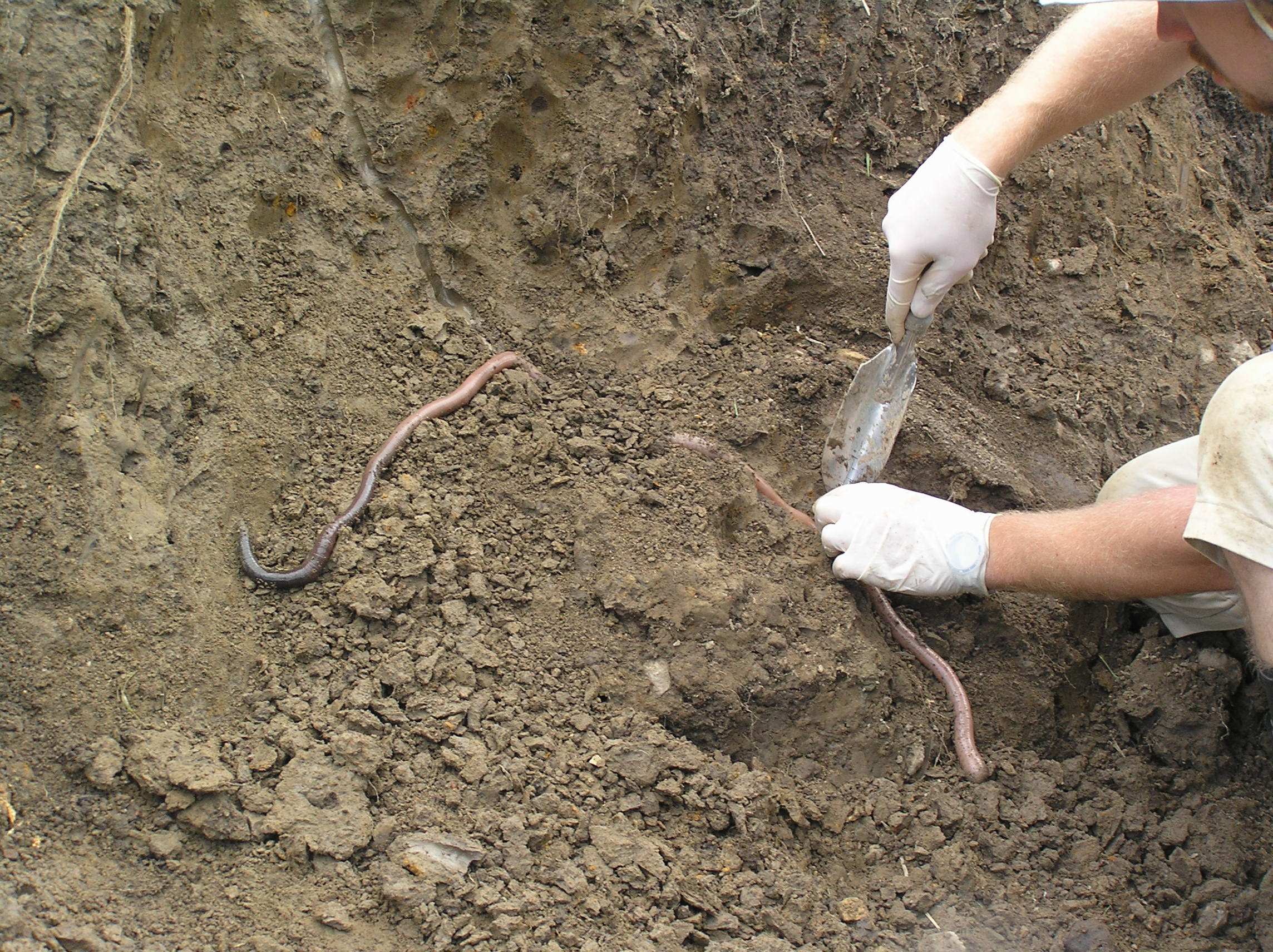 Giant Gippsland earthworms get council protections to preserve precious ...