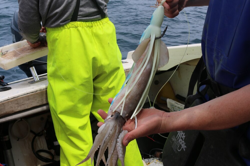 Anglers cast off on the south east coast of Tasmania for an early start ...