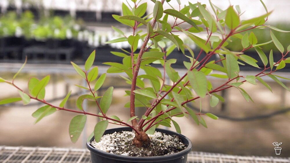 A New Euc - Gardening Australia
