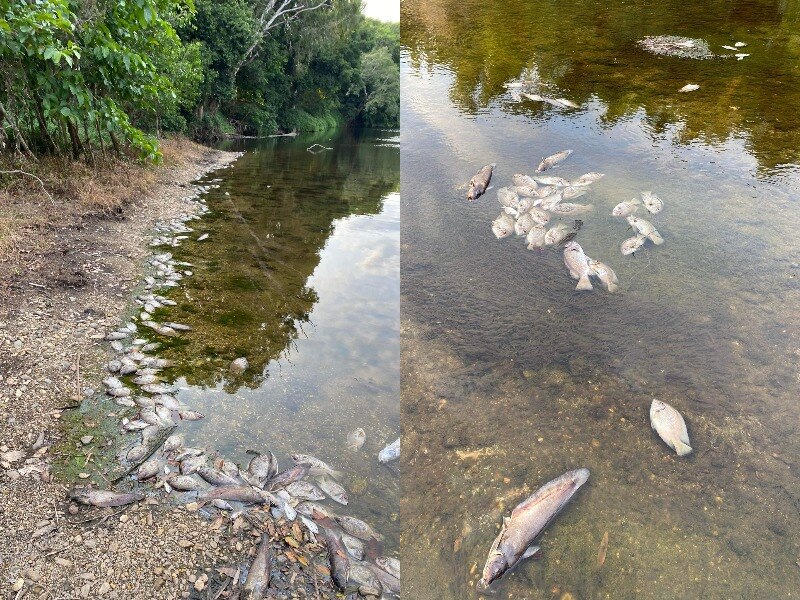 Cause of mass fish kill in Mulgrave River under investigation - ABC News