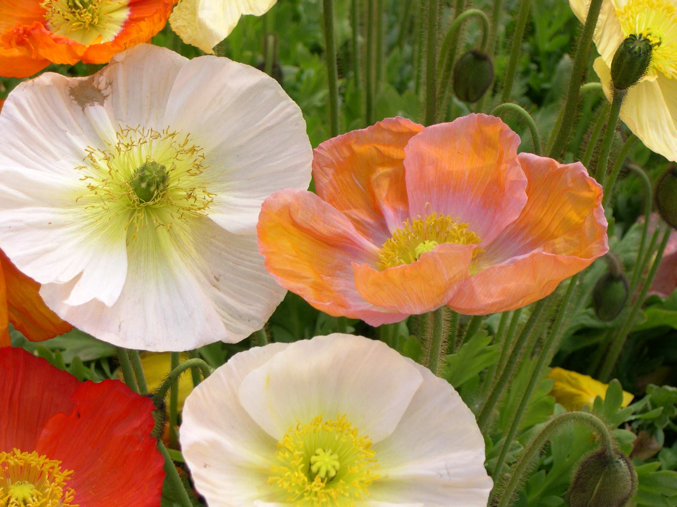 Australian opium companies to capitalise on billions of people with ...