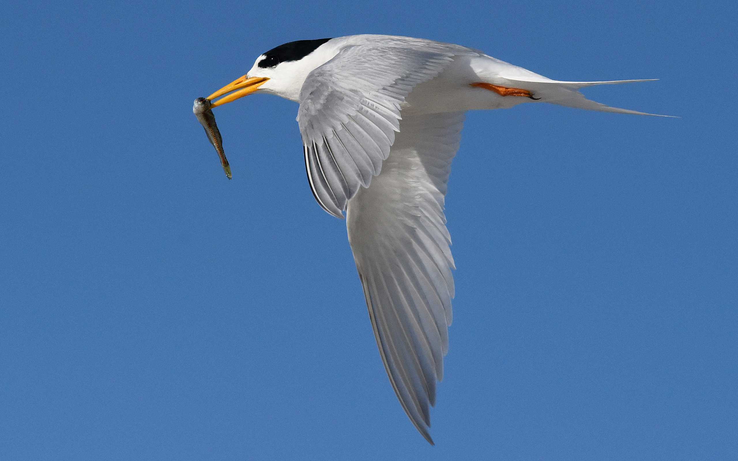 Fight to save threatened Fairy Tern leaves a neighbourhood without ...