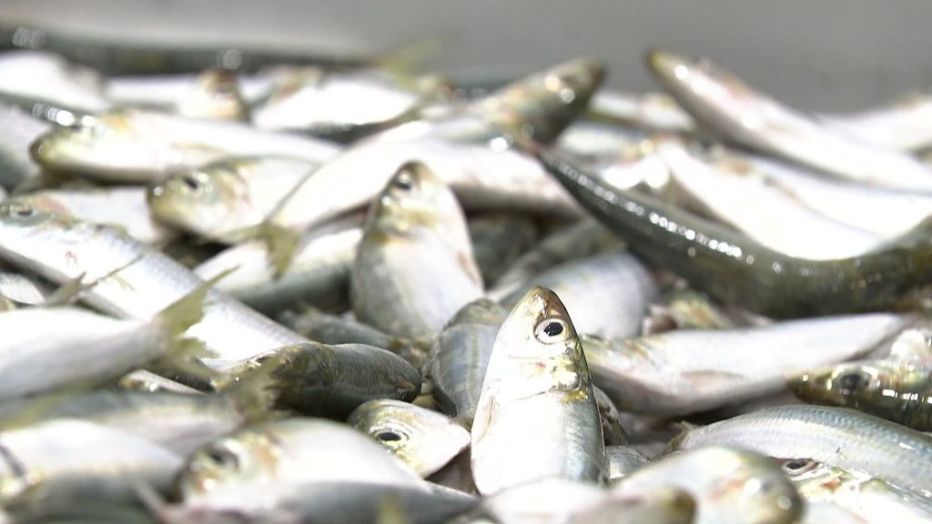 Forgotten Fish: Selling unloved and undervalued fish - ABC News