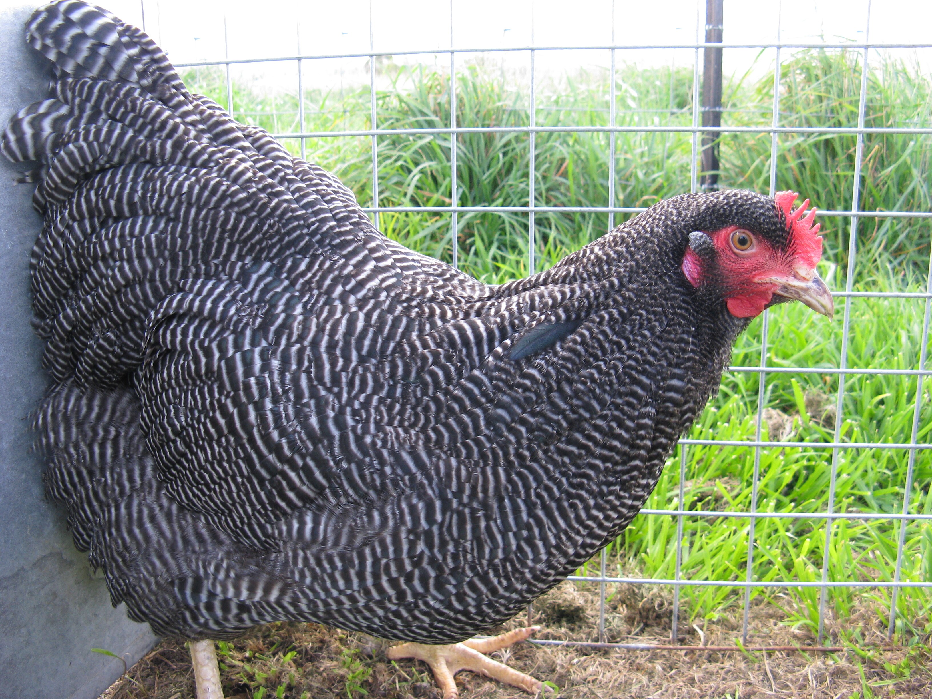 Farmers at odds over free range definition - ABC News