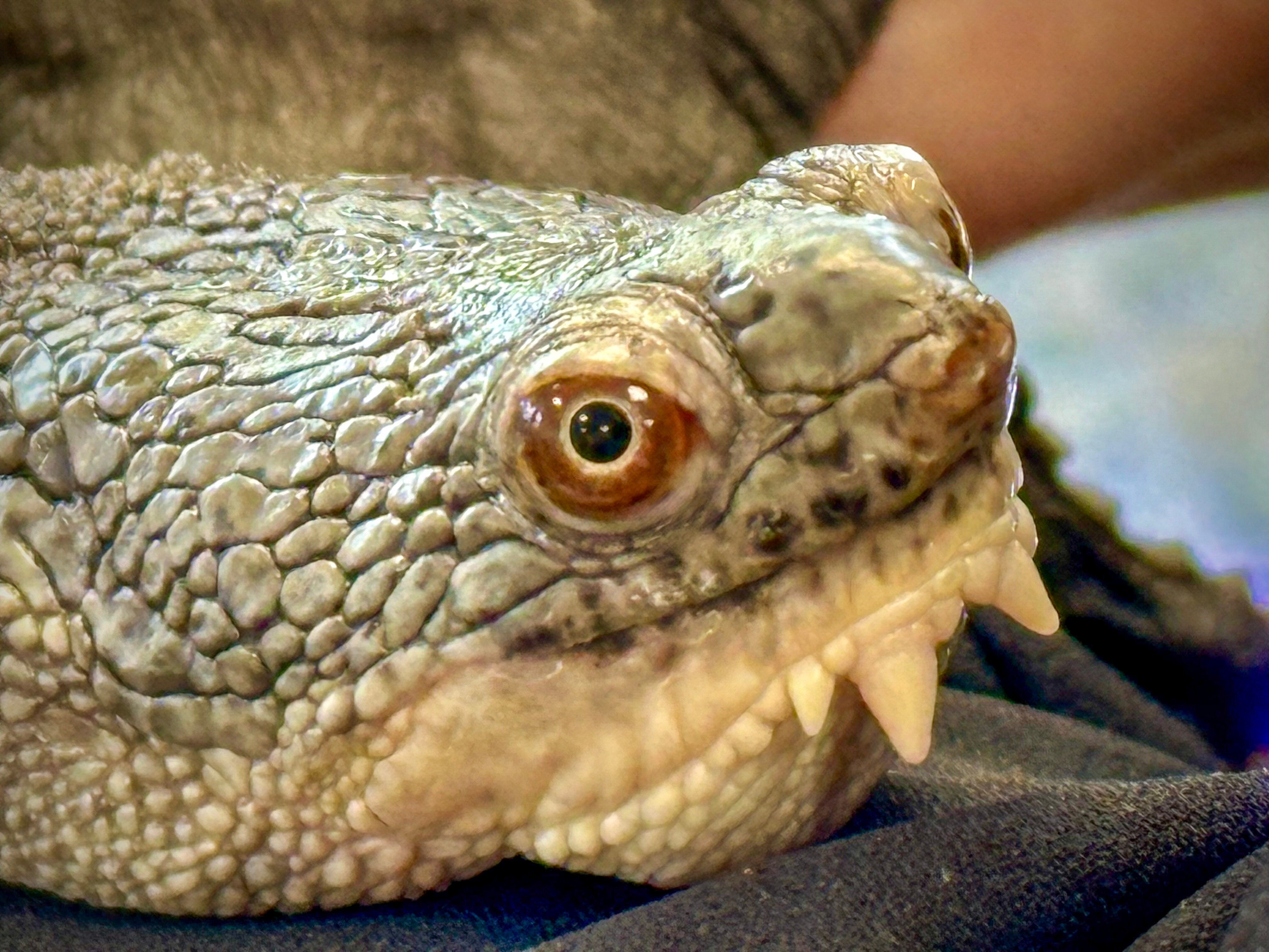 Timmy the Therapy Turtle helps young patients one slow and steady step ...