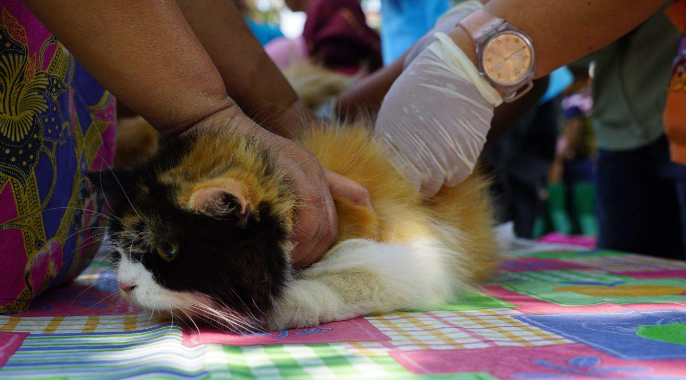 Jakarta takes on mammoth task of vaccinating thousands of animals ...