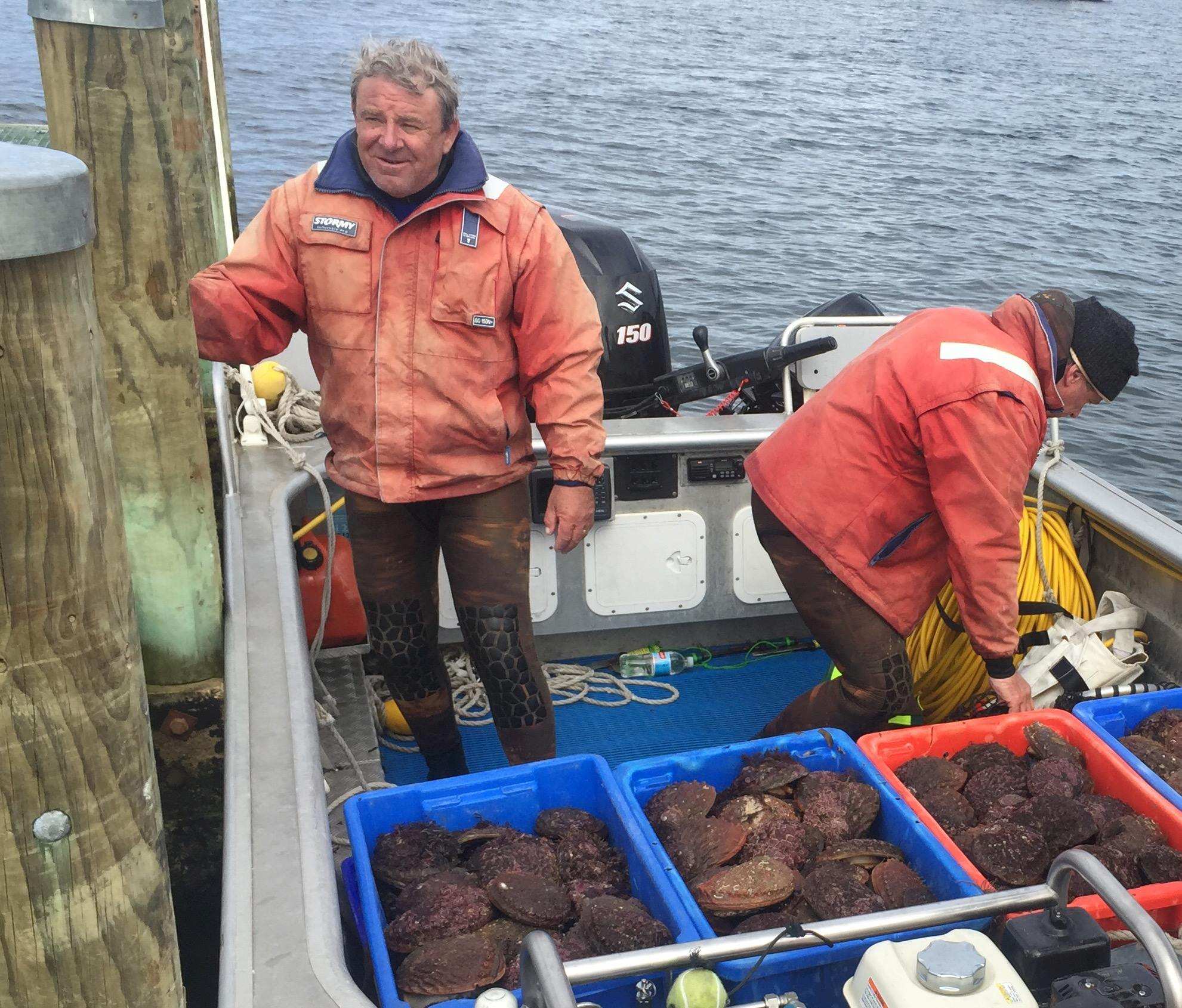 Tasmanian entrepreneurs set eyes on the 'candy abalone' market - ABC News