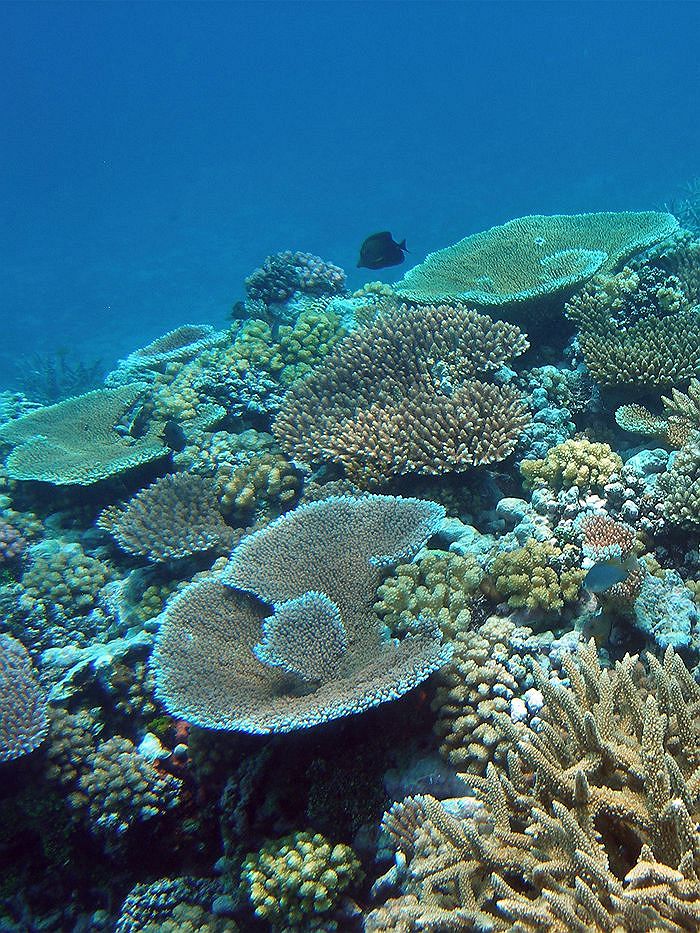Scientists name rock bottom rules for coral reefs - ABC listen