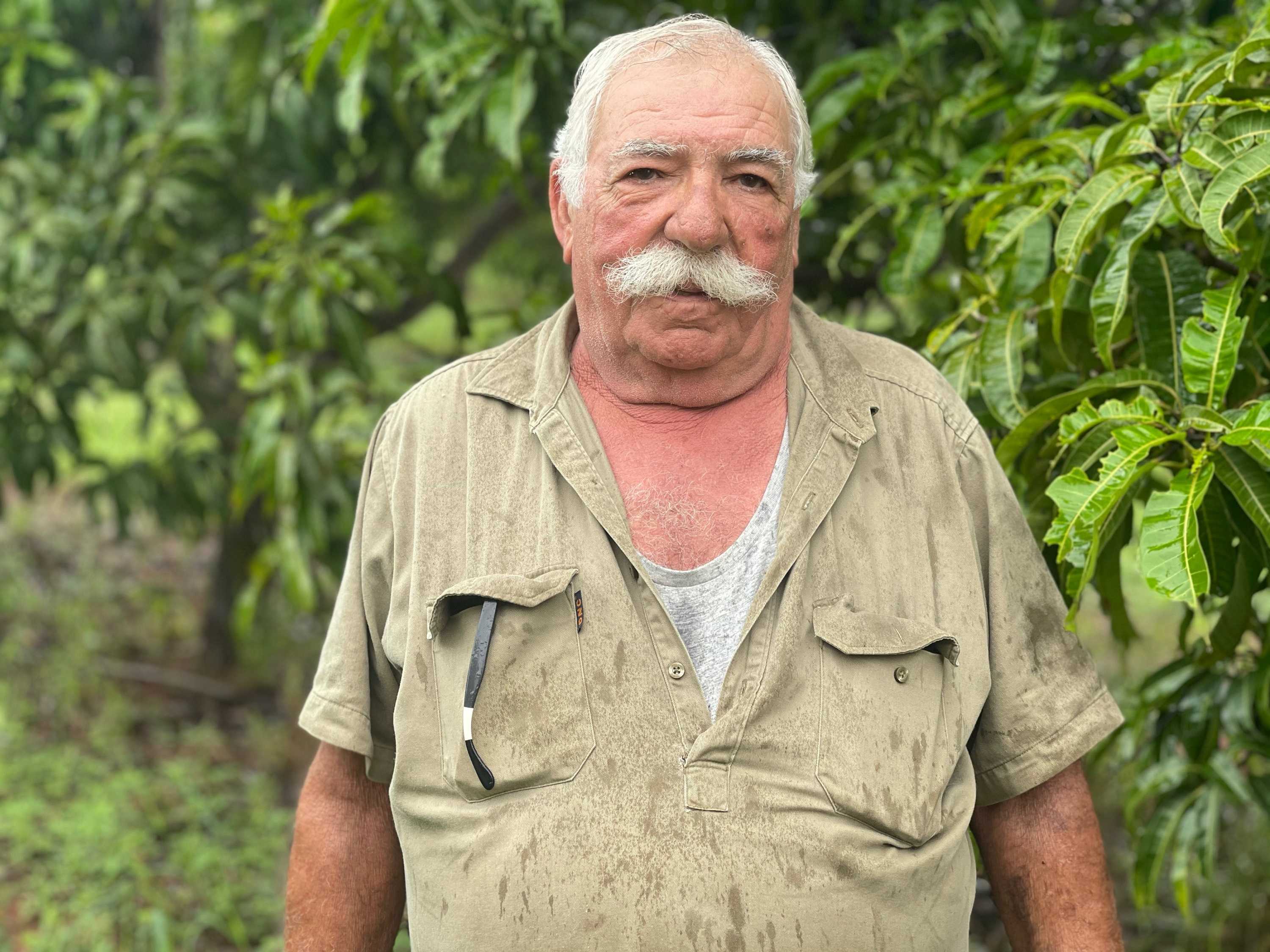 Top End mango growers have taken $10 million hit, but heavy rain is ...