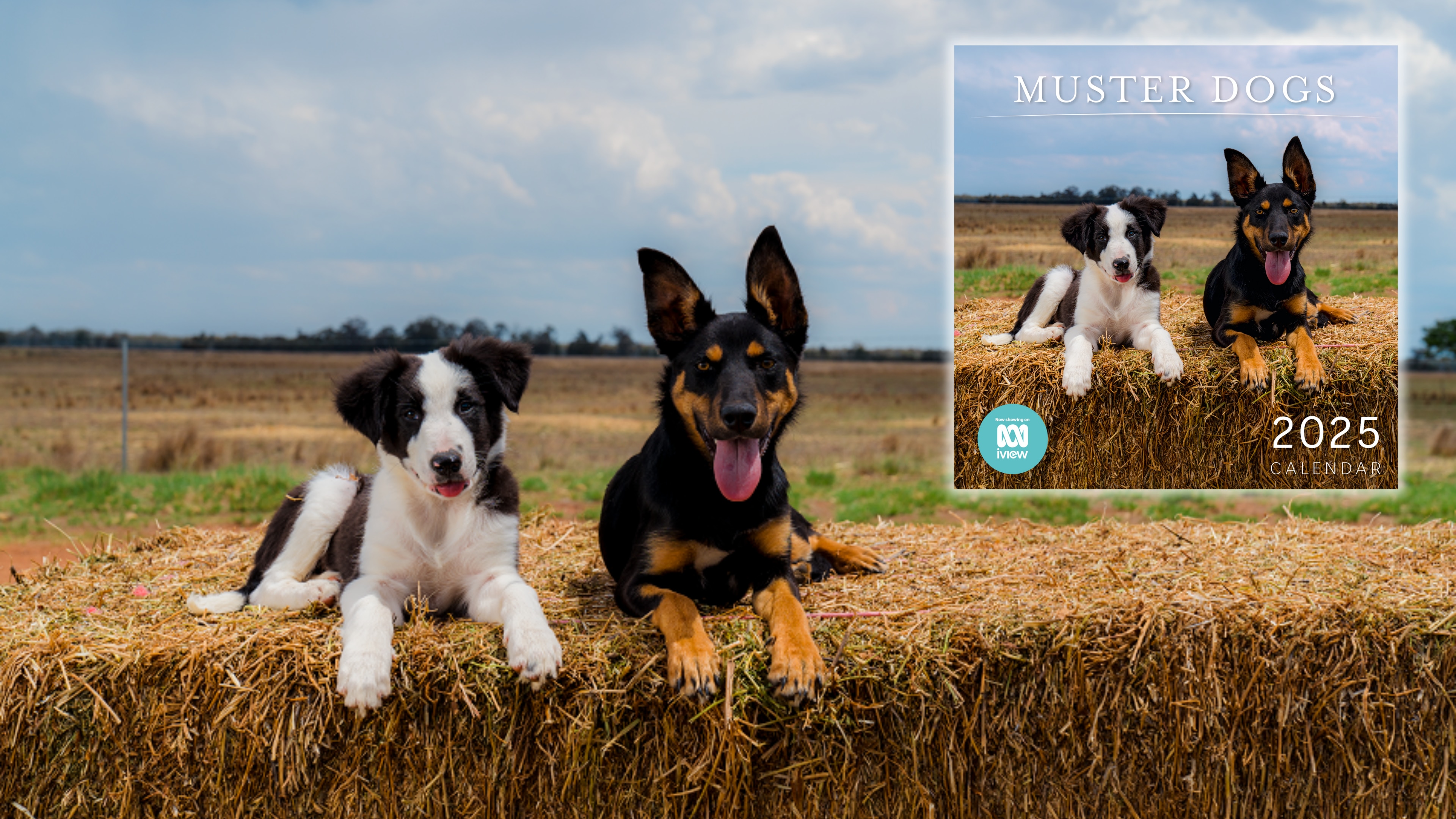 Win a 2025 Muster Dogs Wall Calendar - ABC Shop