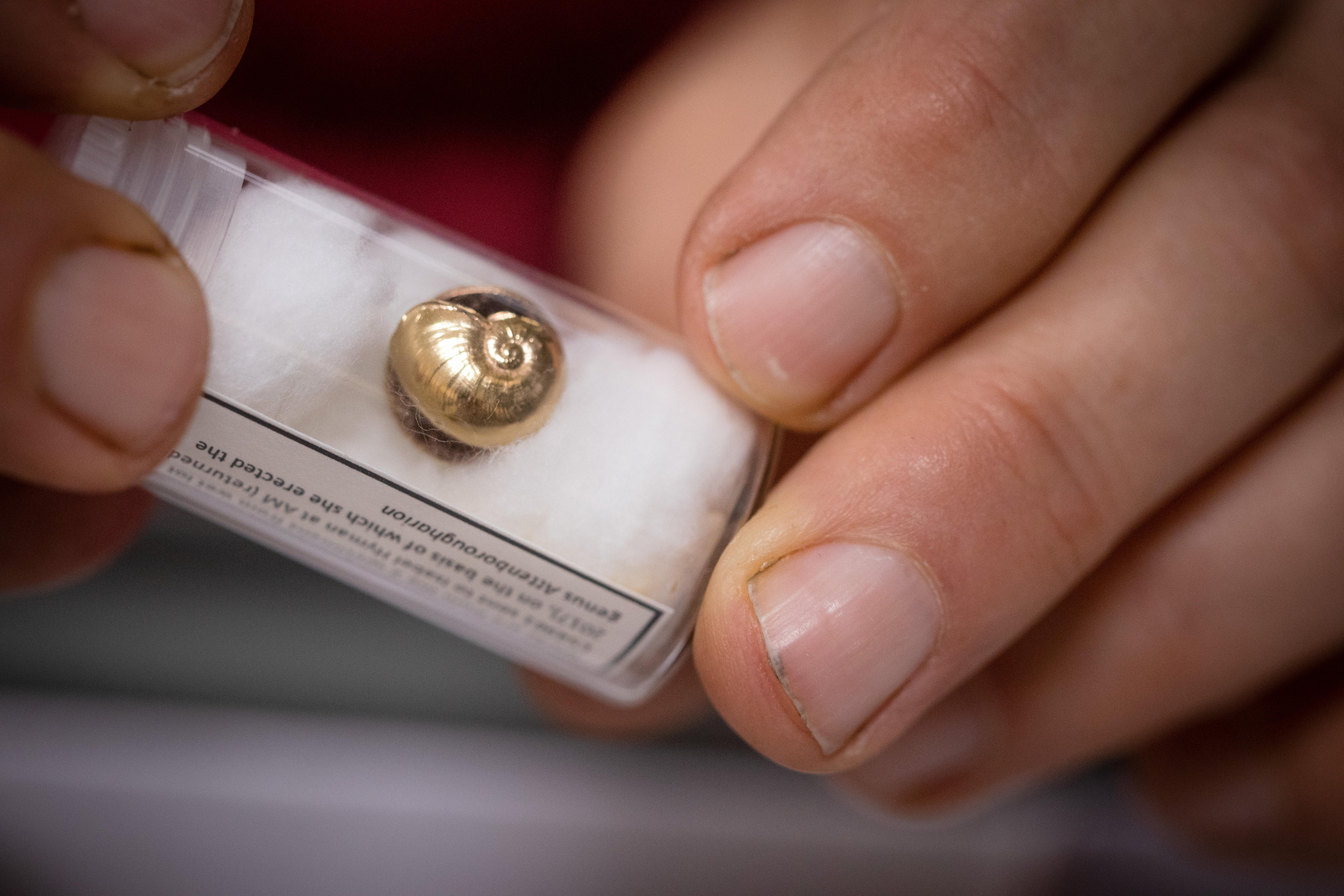 Covers off the Tasmanian Museum and Art Gallery's hidden treasures that ...