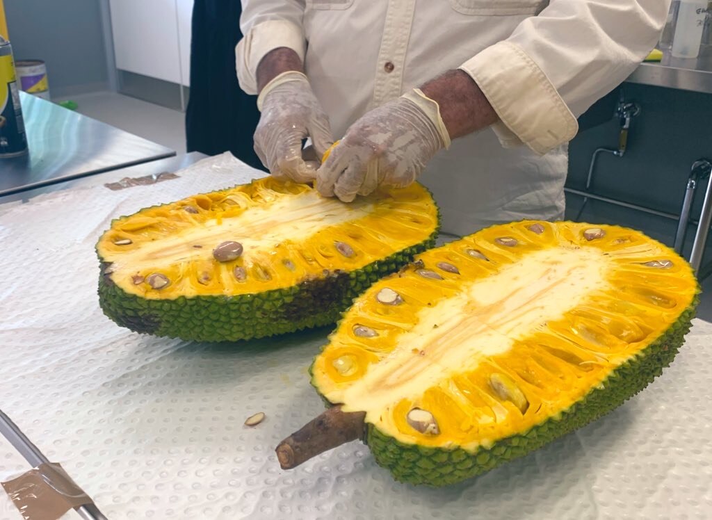 Jumbo jackfruit harvested at Feluga as demand for the popular vegan ...
