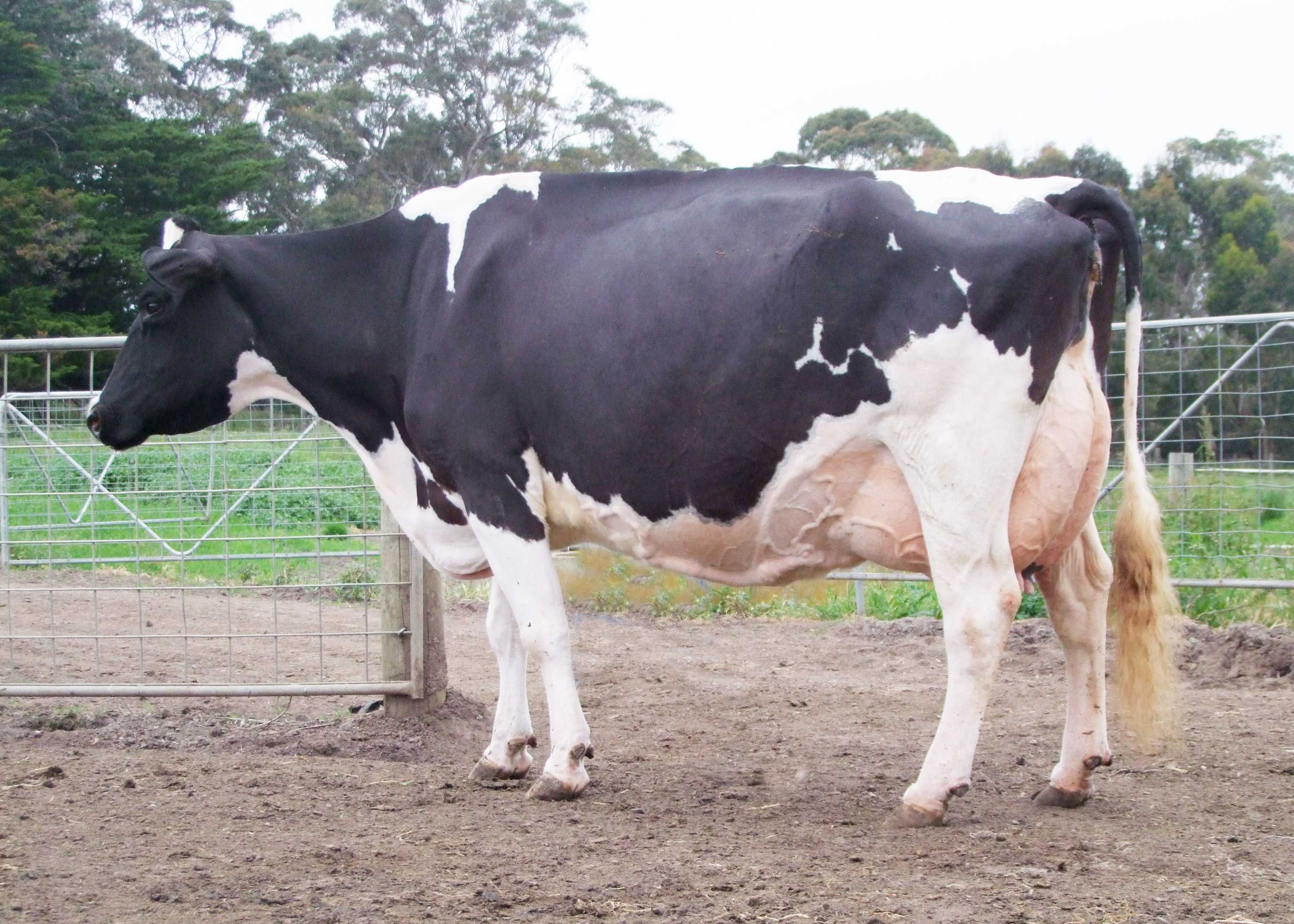 Fairvale farewell sale marks end of an era for renowned dairy breeders ...