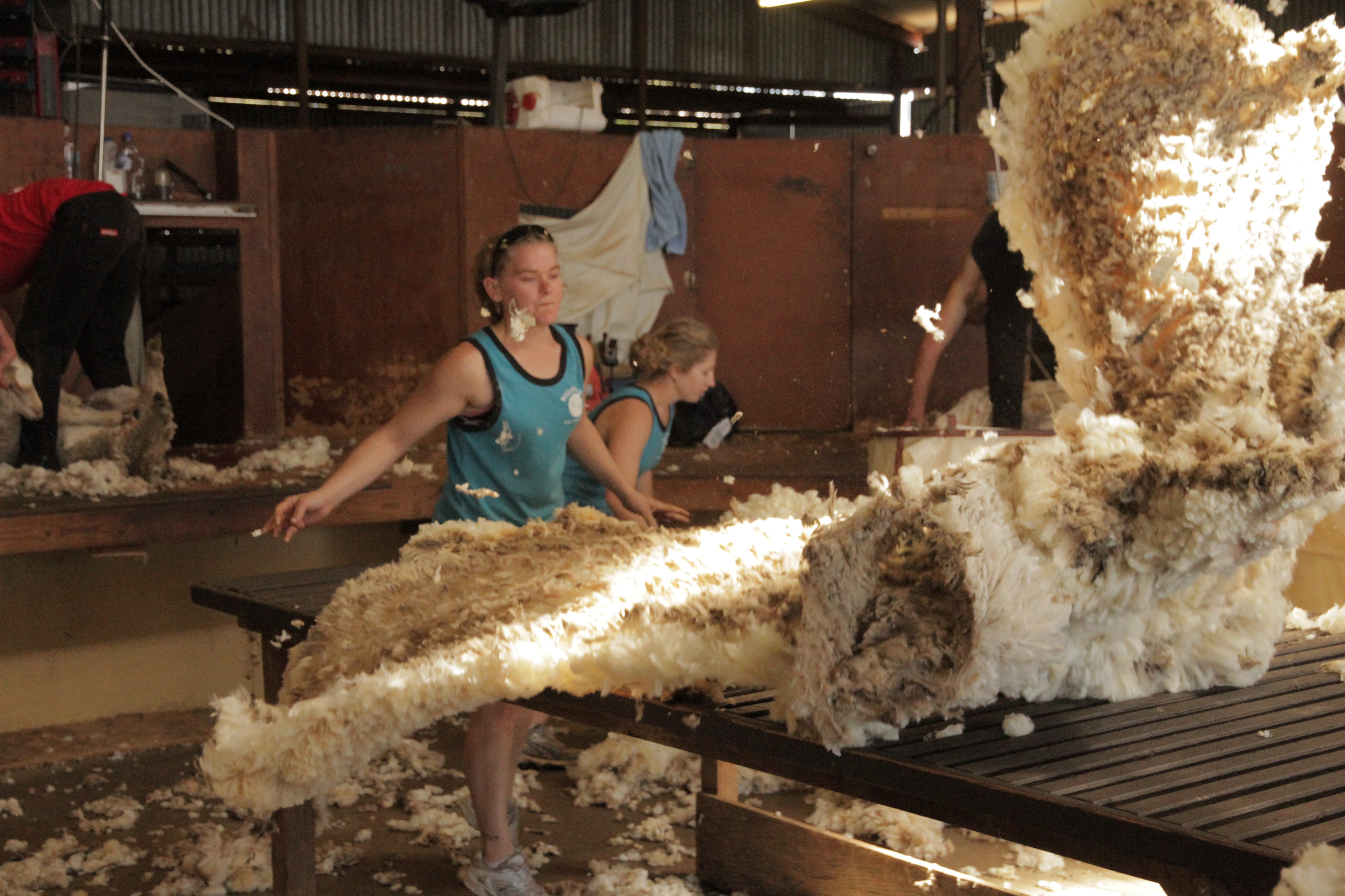 The Shearing Game - ABC listen