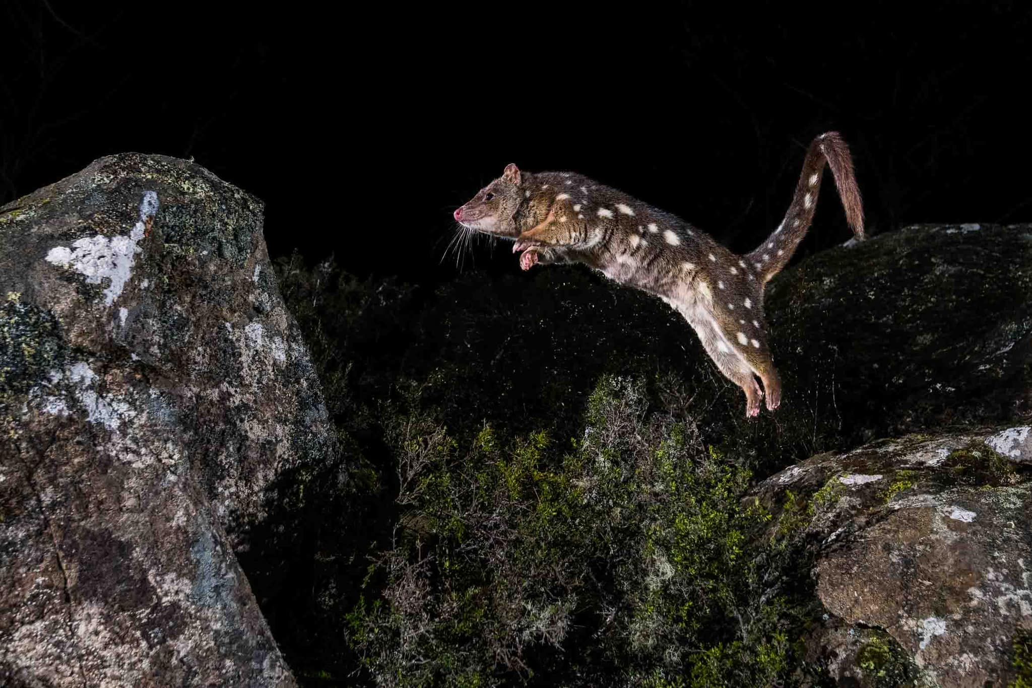 Charles' mission to capture the quoll - ABC listen
