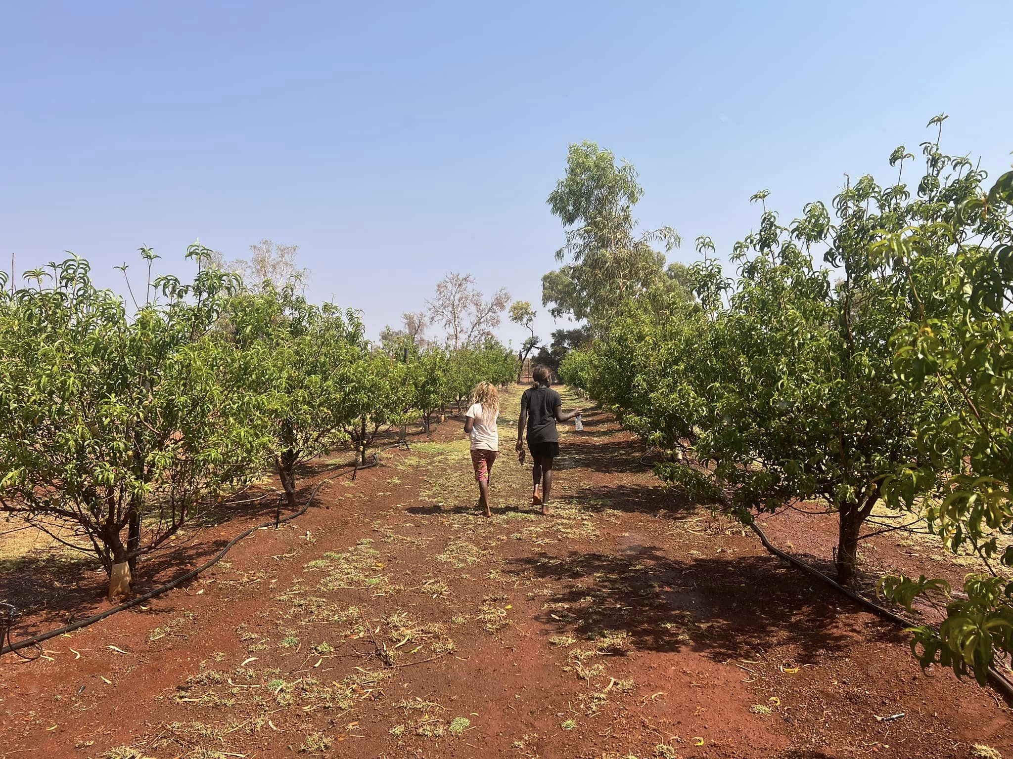 Successful stone fruit trial in Newman reveals a potential future ...