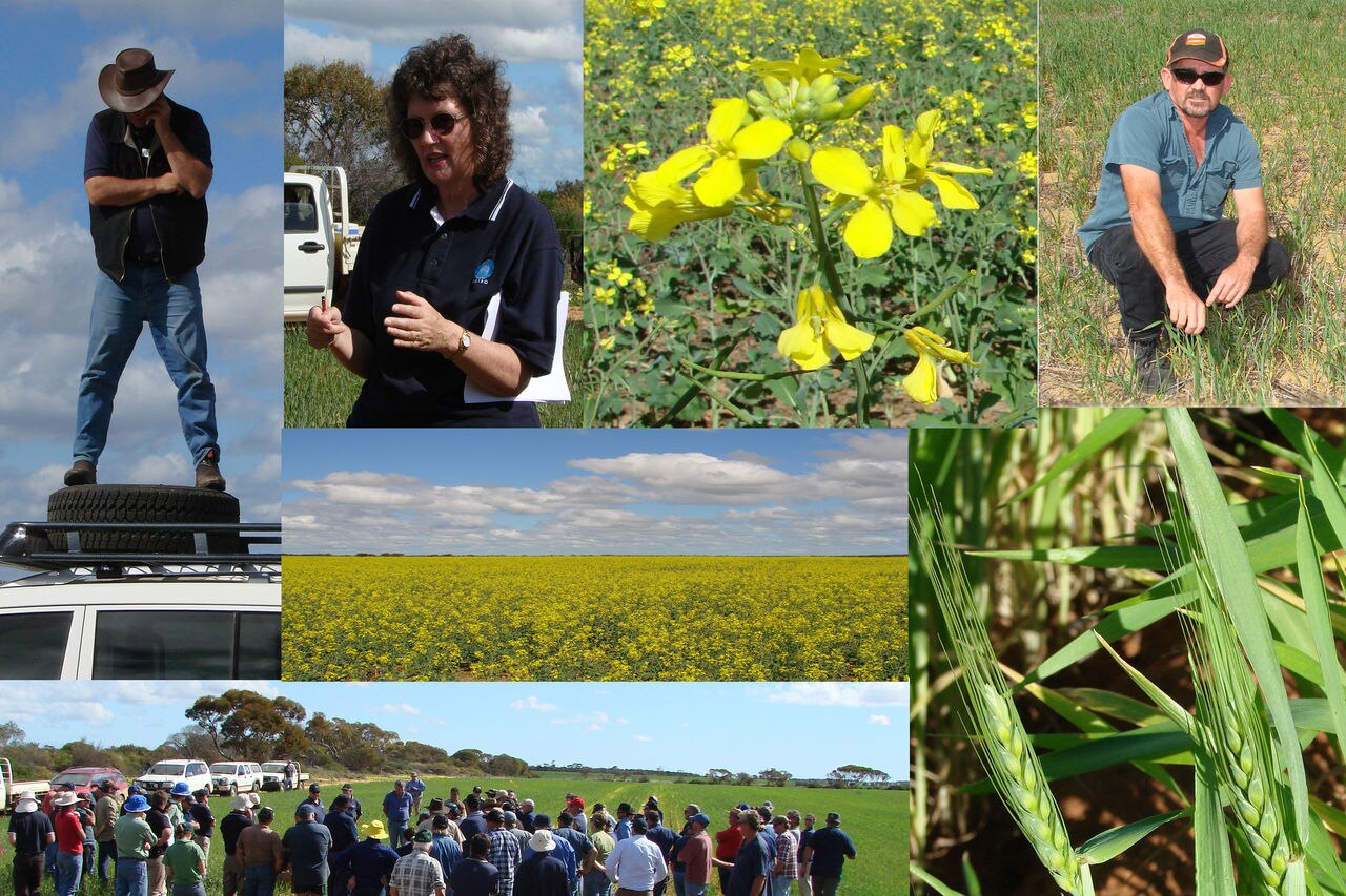 Northern Agri Group Field Day - ABC News