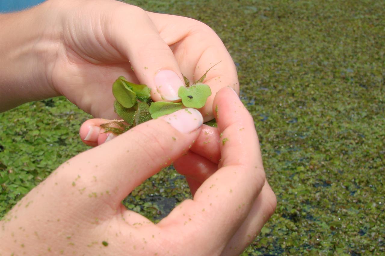 Breeding weevils for weed control - ABC News