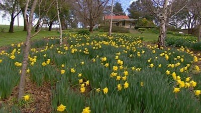 Daffodils - Gardening Australia